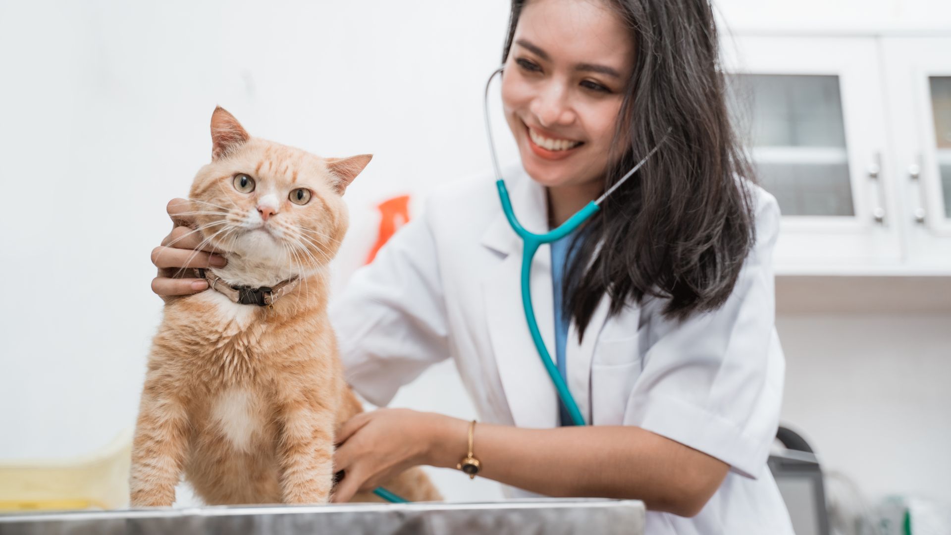 New Client Form | The Corner Vet Bellaire